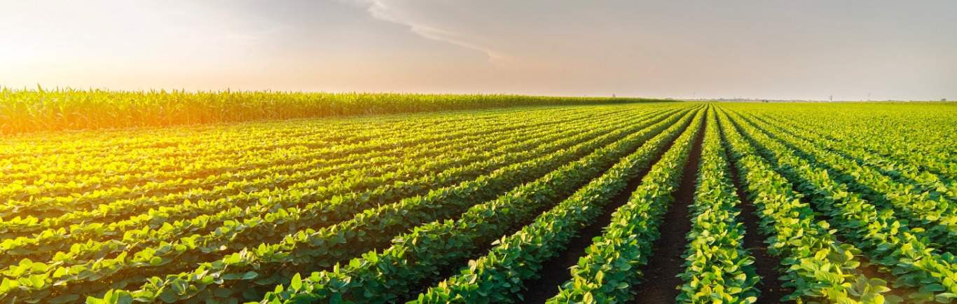 SODRU Paraguay - https://sodru.com.py/